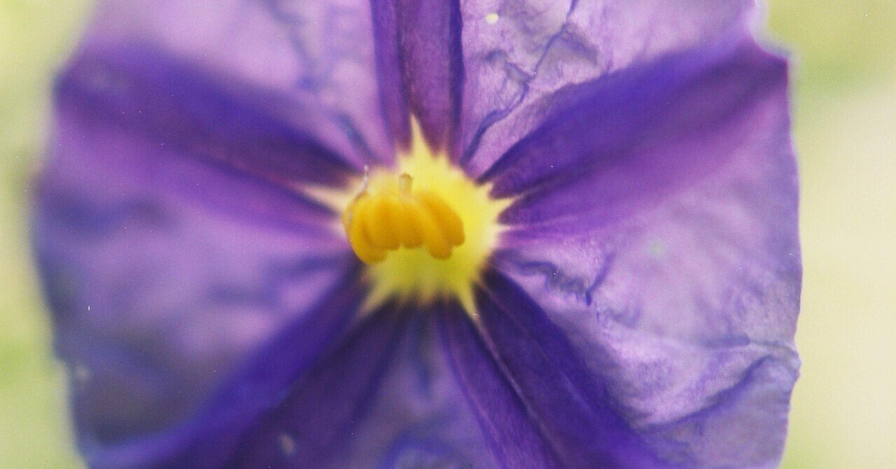 大きな源の、目覚めに抱かれて。・。・。｜Cosmic Suzu