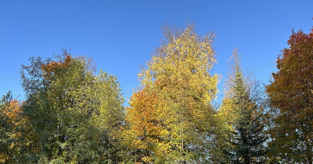 【ヨエンスー通信🇫🇮】10/13 秋が来てる🍂｜Momoka🇫🇮