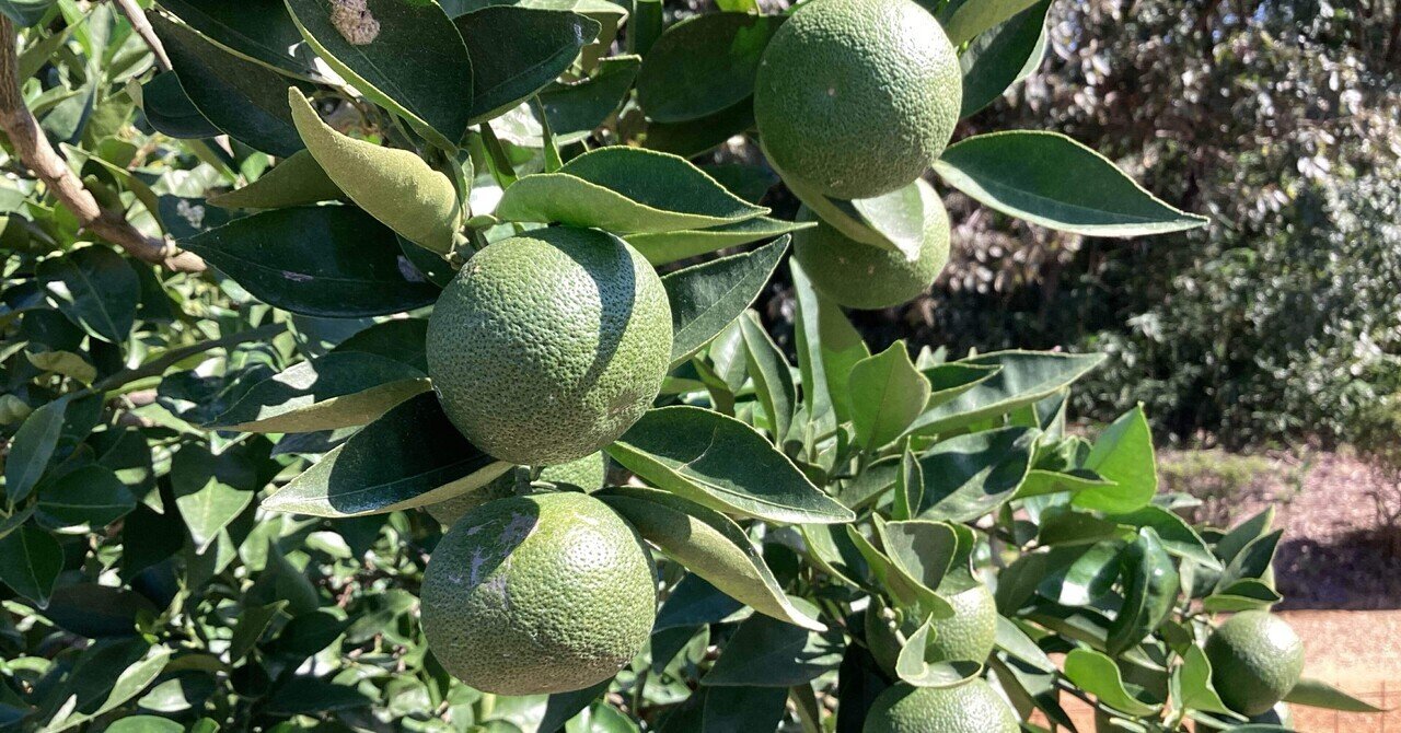 半農半Xを目指す_19｜tomi