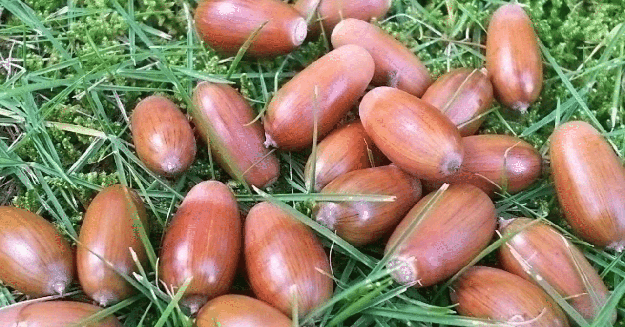 ラブレターズ、KOC優勝おめでとう！｜Tsukuda.Manami