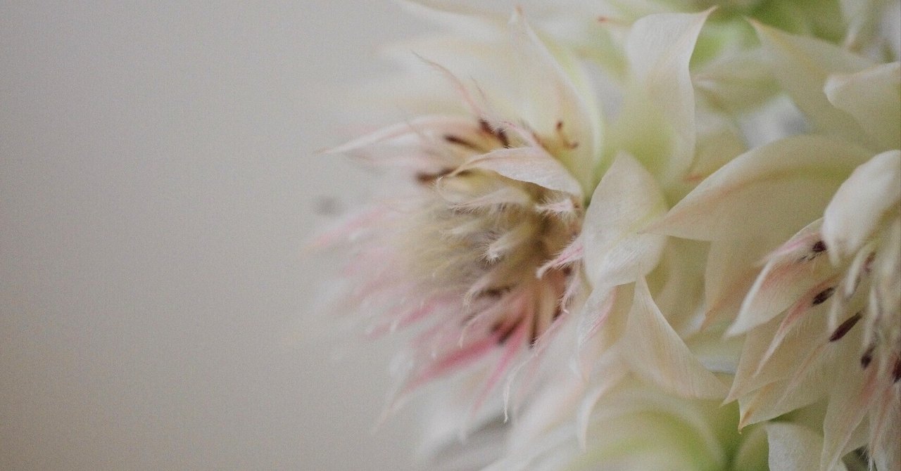 手のひら＊°｜ino