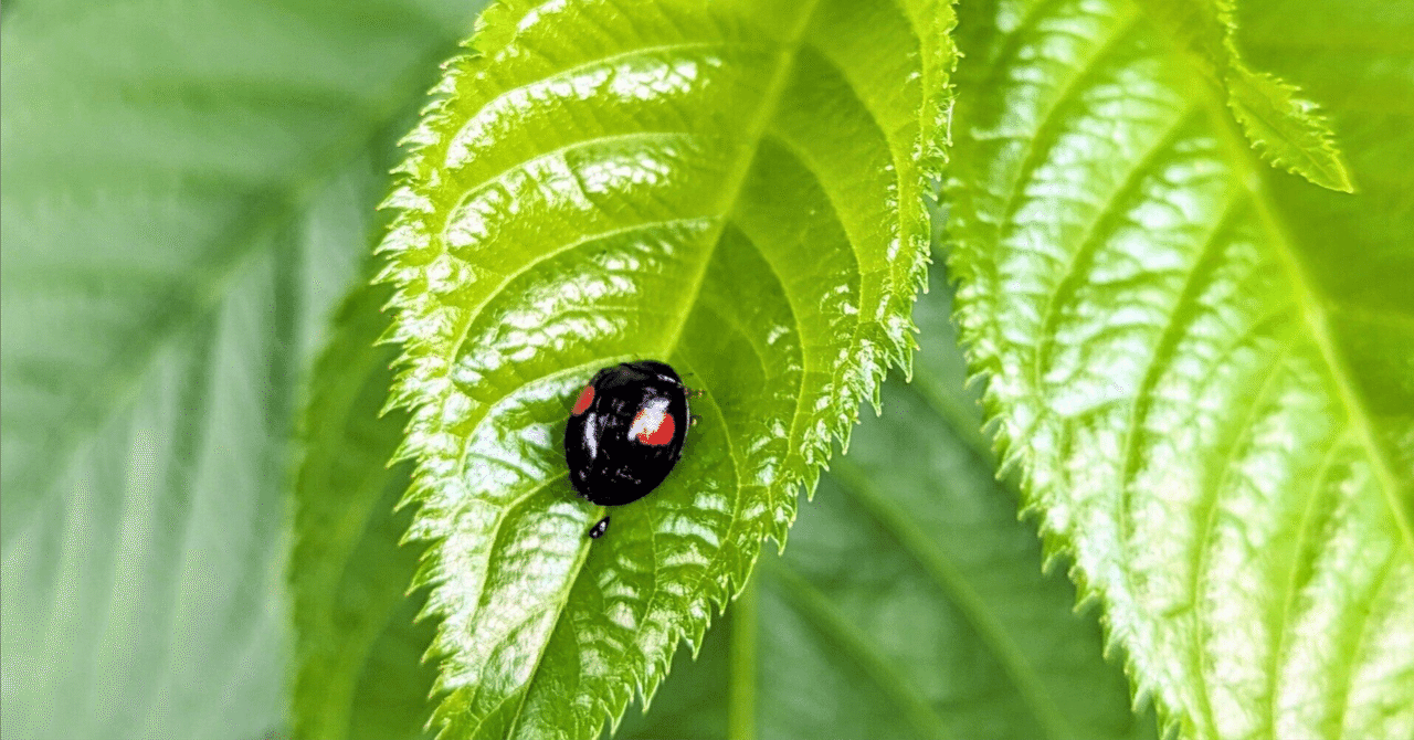 ホームにいる母の連休感覚｜月島EHON Dreamer