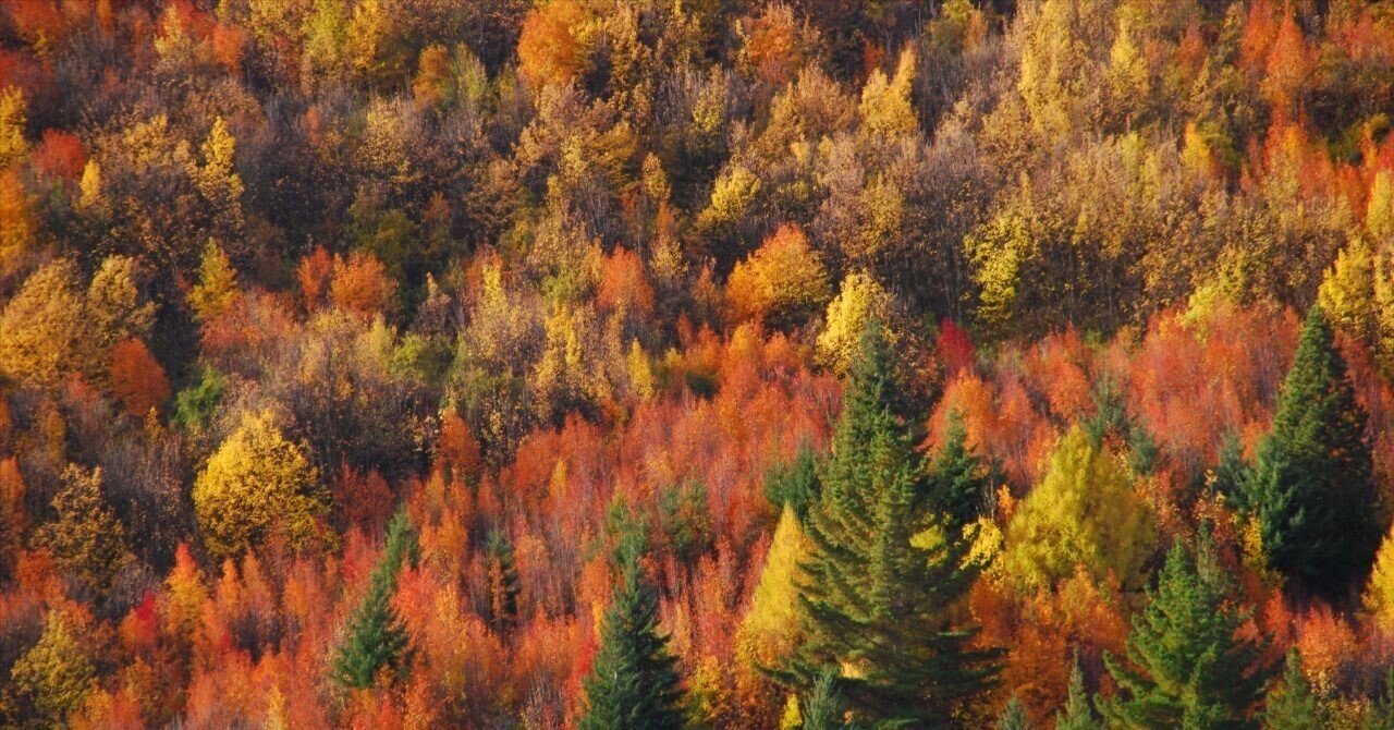 [ 音楽 ]元ちとせ「ワダツミの木」 / HAJIME CHITOSE「WADATSUMI NO KI」 MUSIC VIDEO（FULL）｜Kimono club