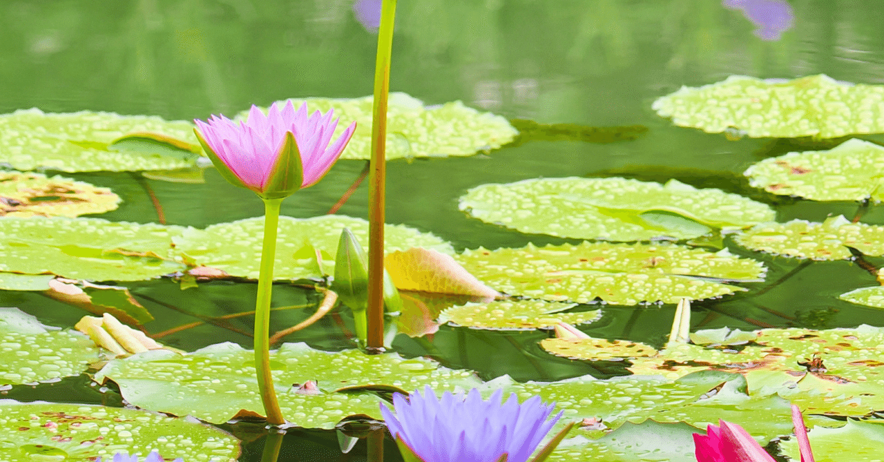 泣き虫から卒業したい(書く習慣1ヶ月チャレンジDay9)｜ちゅん