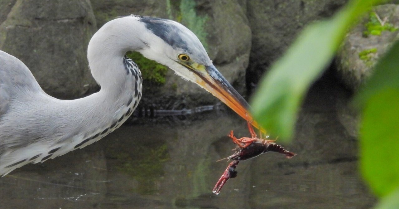 練習中？｜a little bird told me that