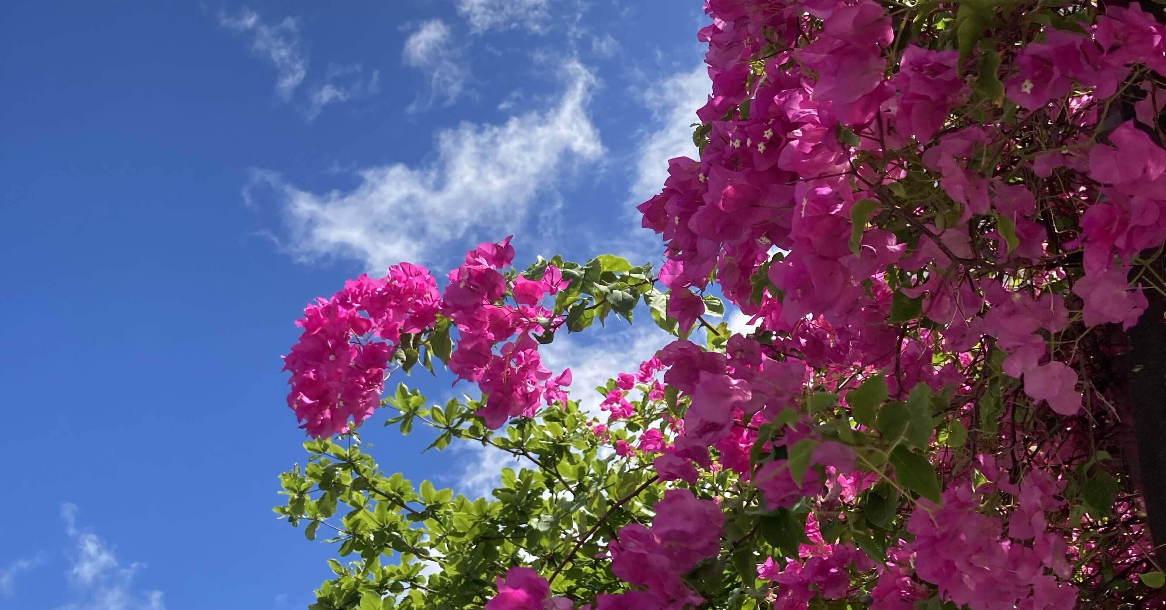 アロマルーム FLORA｜note