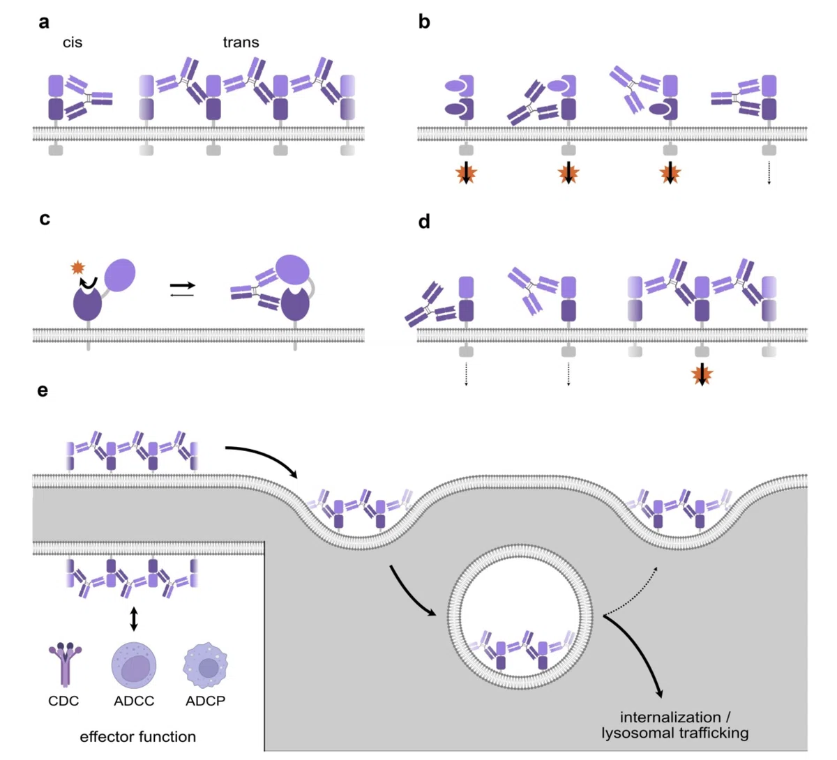 Biparatopic antibodies: therapeutic applications and prospects（バイパラトピック ...