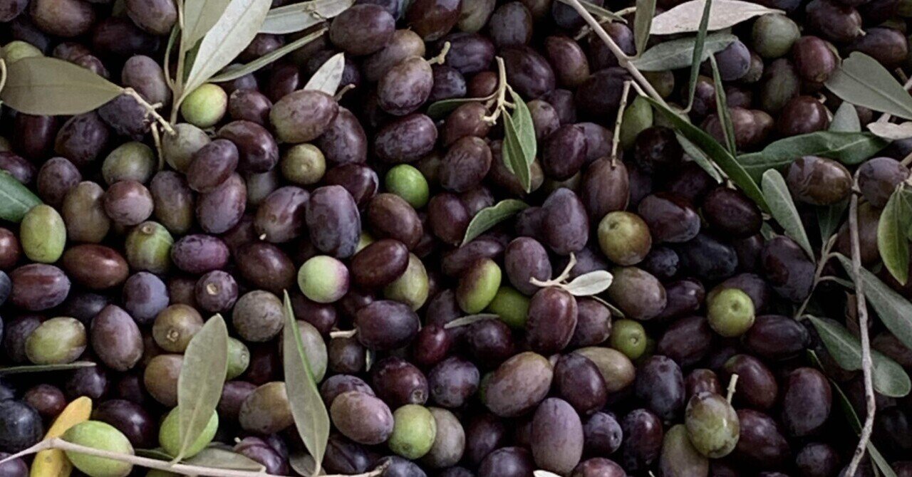 今年の収穫状況は…｜OTA YUKI