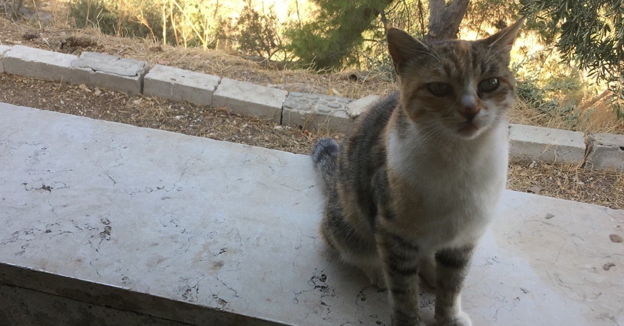 200回目のnote投稿を迎えて【JOCV Day115】｜Rami (رامي)