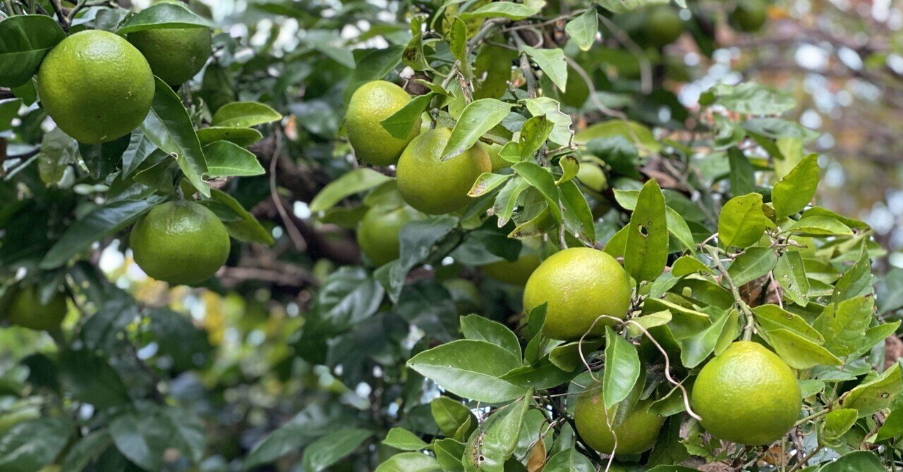 神の秘密🧚 ｜michiko