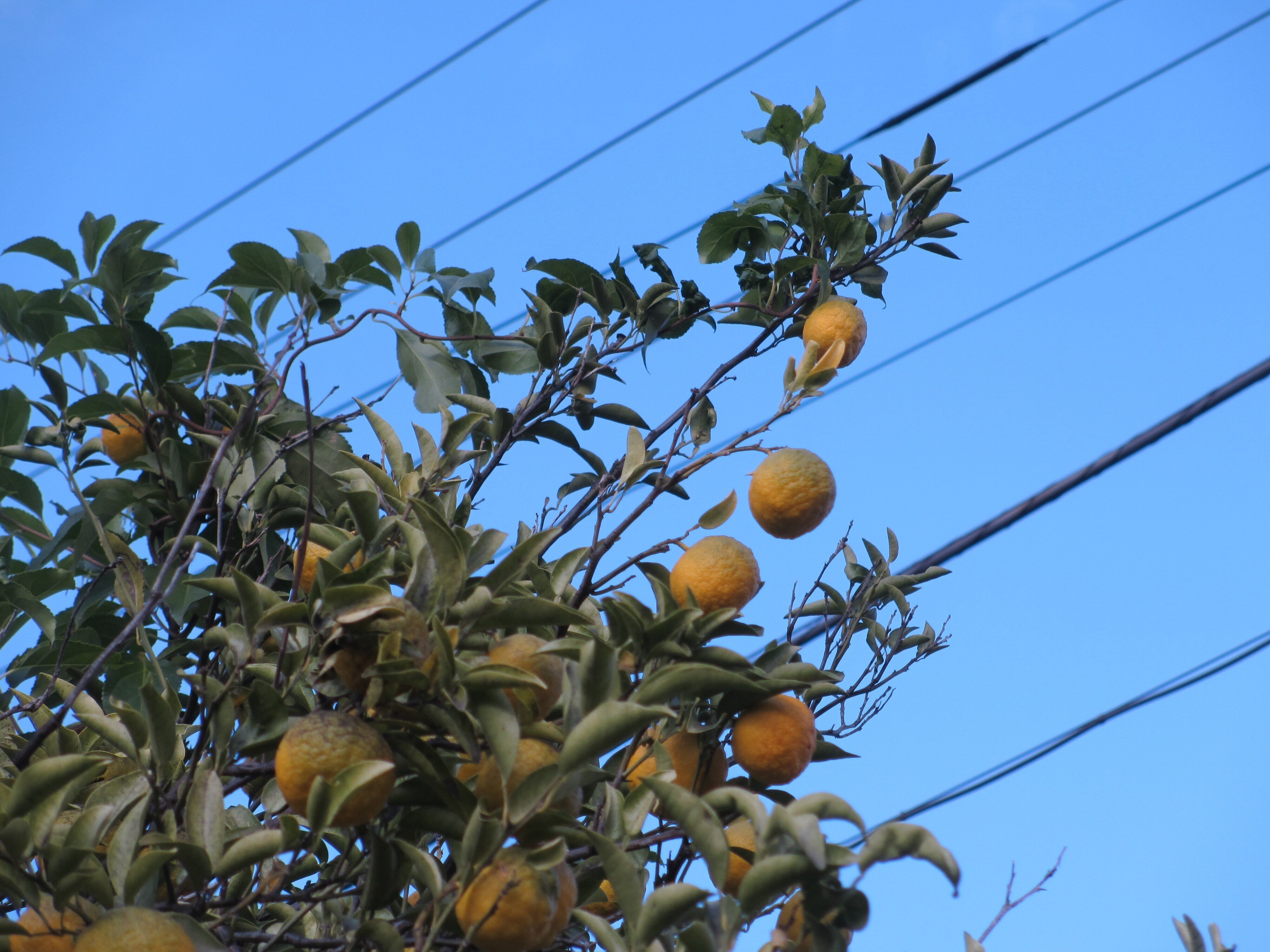 1564回目 10月18日（金）父親訪問。さよなら、すだち。写真は、かつての姿。｜市川裕子