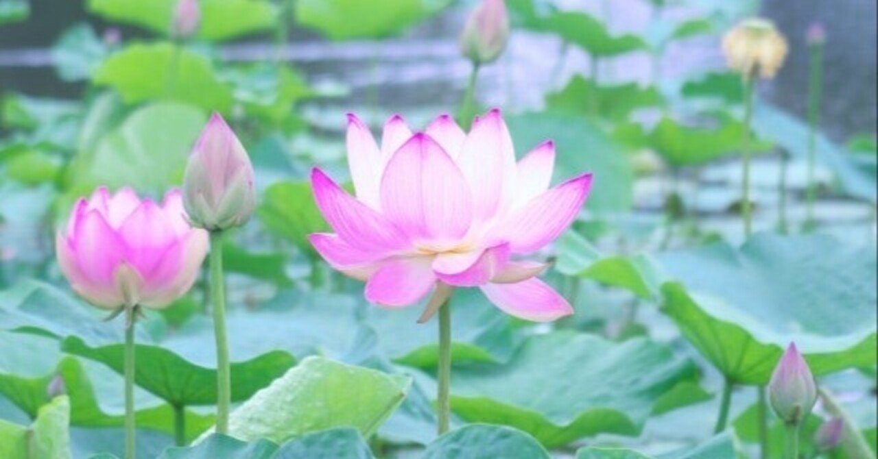 K105 感情は一瞬の通過点【マヤ暦が連れてくる幸せな1日】｜北陸・福井・マヤ暦アドバイザー＆タロットカード＆オラクルカード＆コーヒーカード占い：🌎Rumiko