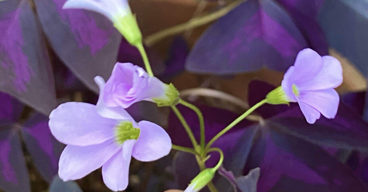 sweet sweet thing🍬｜michiko