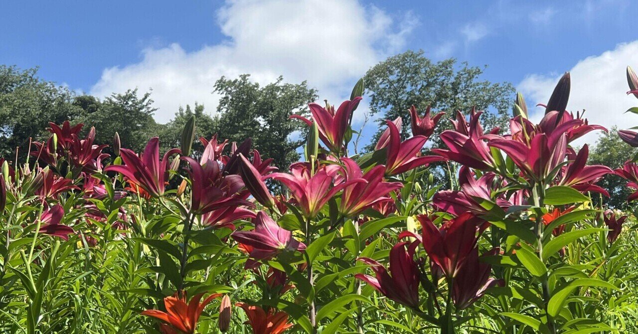 はじめてのnote♡自己紹介｜kyoko