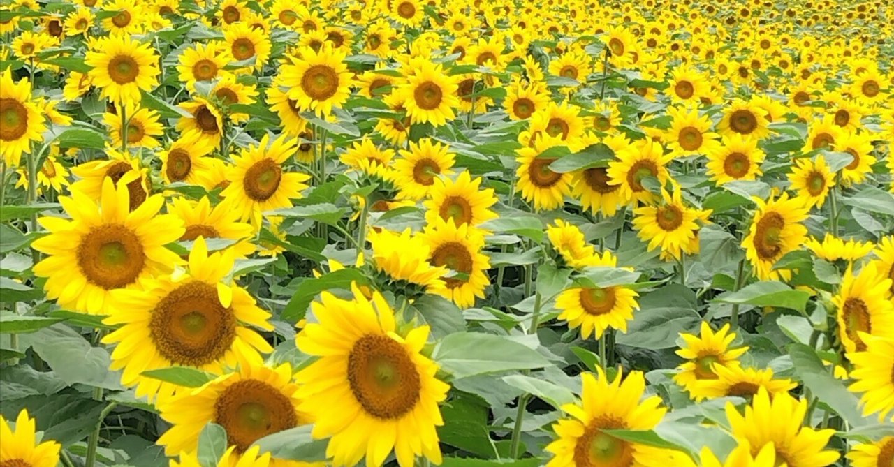 感情をスッキリさせるために運動＋α｜ココマイルcoco.mile