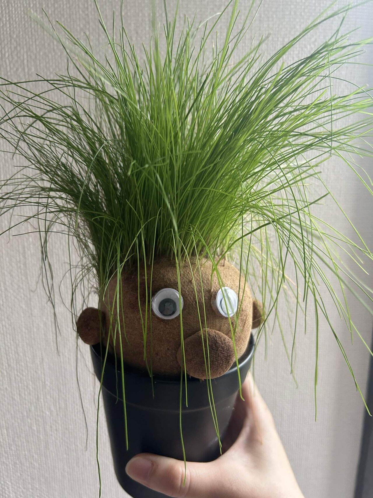 X JAPAN｜鳥居志歩 Torii Shiho