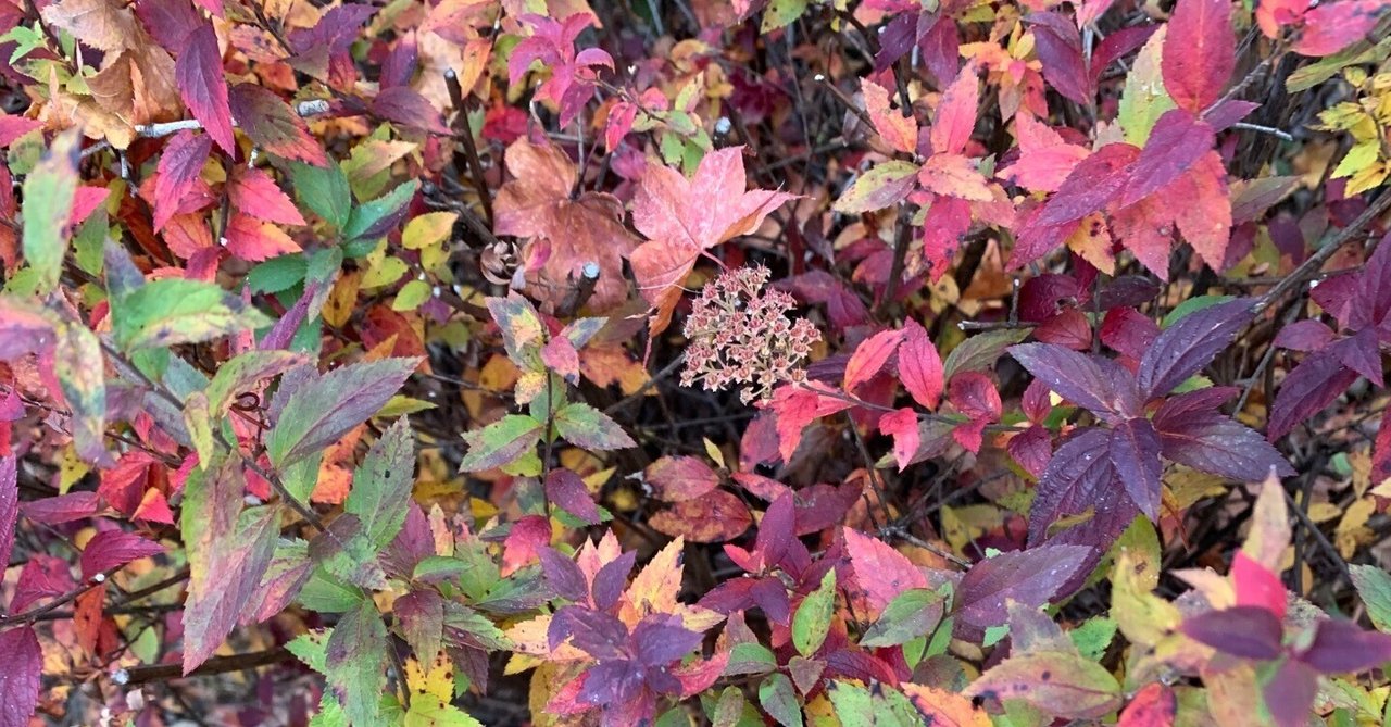 すごい人｜Akino Sora