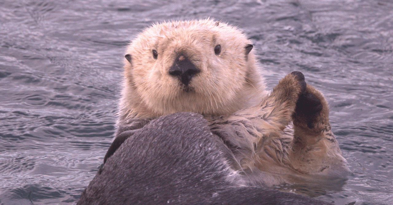 アメリカ_動物｜Yuya Kamimura