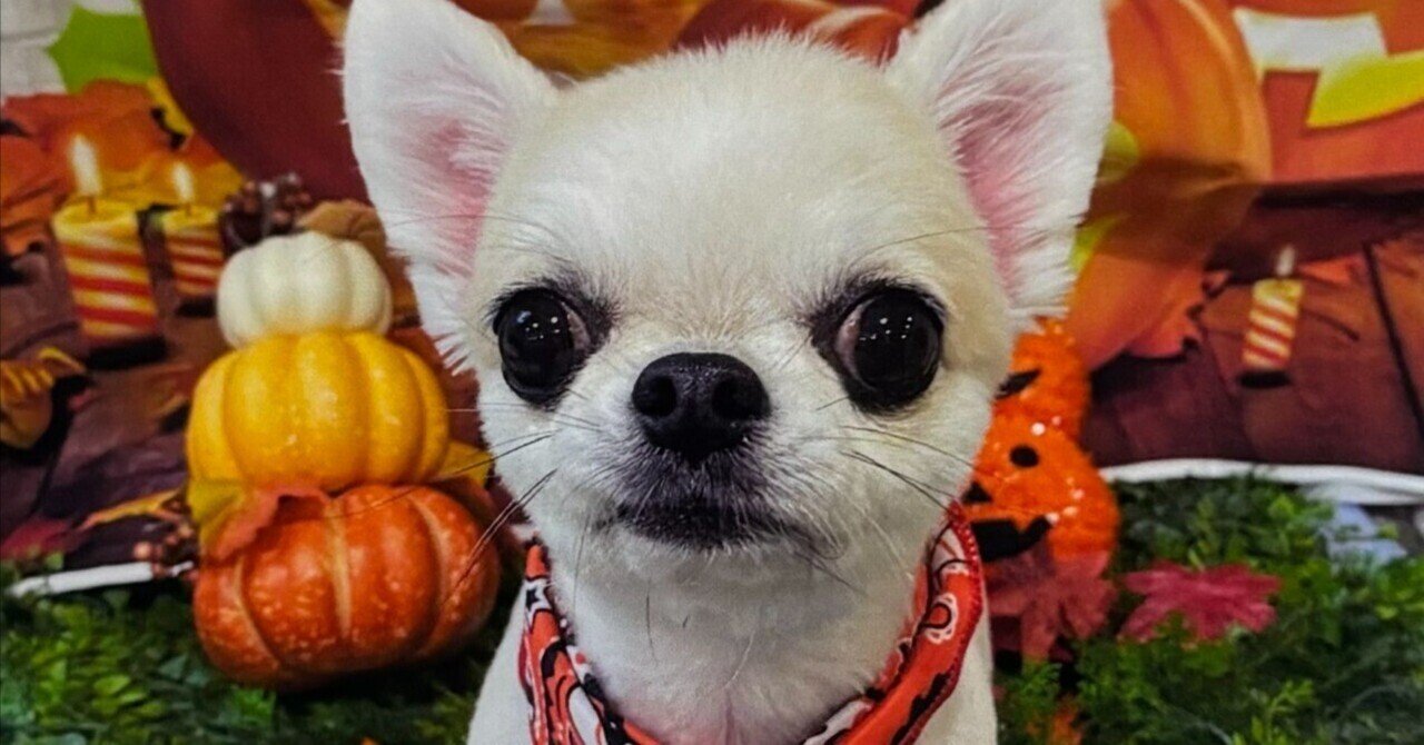 作曲における私の脳内｜SAWA