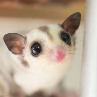 cheek_pouch_storage｜note