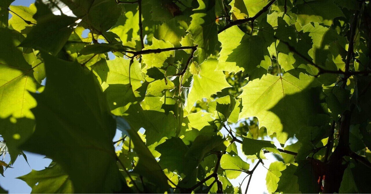 自分の名前に救われたよ！｜ちひろ/CHIHIIO SAVA