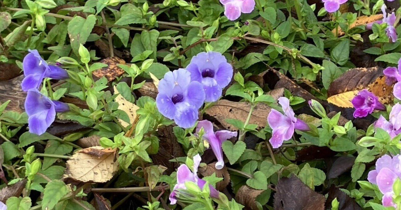 10月25日金曜日「今朝の祈り」｜「今朝の祈り」オフィシャル