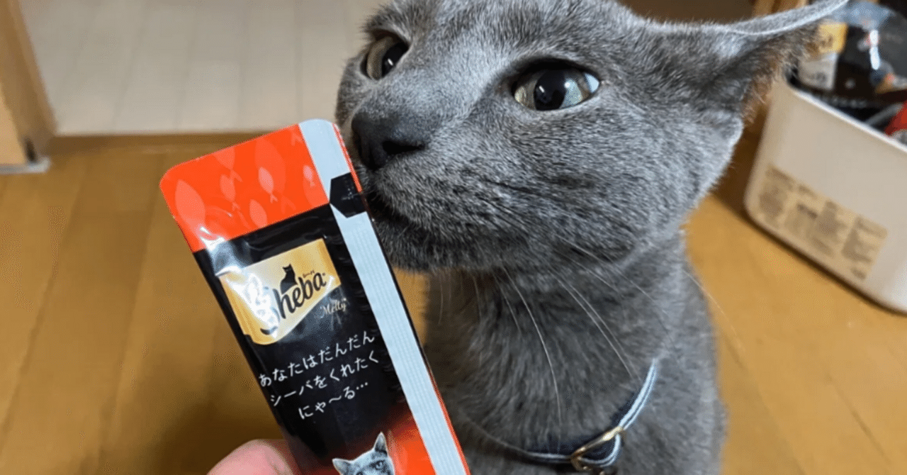 ④10／26・京都9R（先輩猫店員・ロシタンの勝負！）｜喫茶ラムネとバイトリーダーN