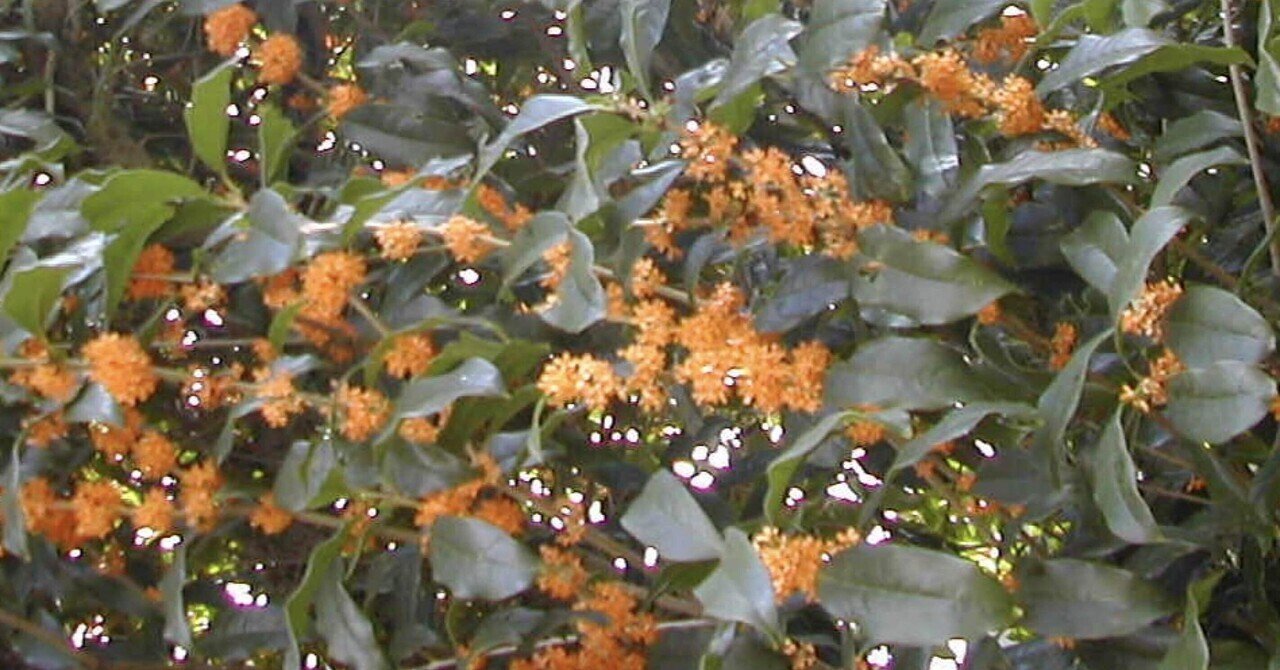 レトロかわいい｜Akane