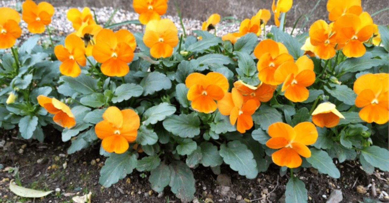 爽やかな＃シロクマ文芸部｜sanngo