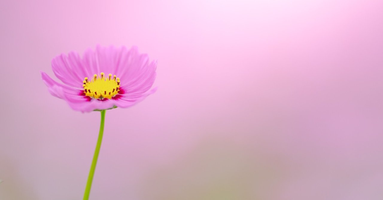 コスモス撮影記2024in愛知(撮影設定公開あり)｜ichi_graphy