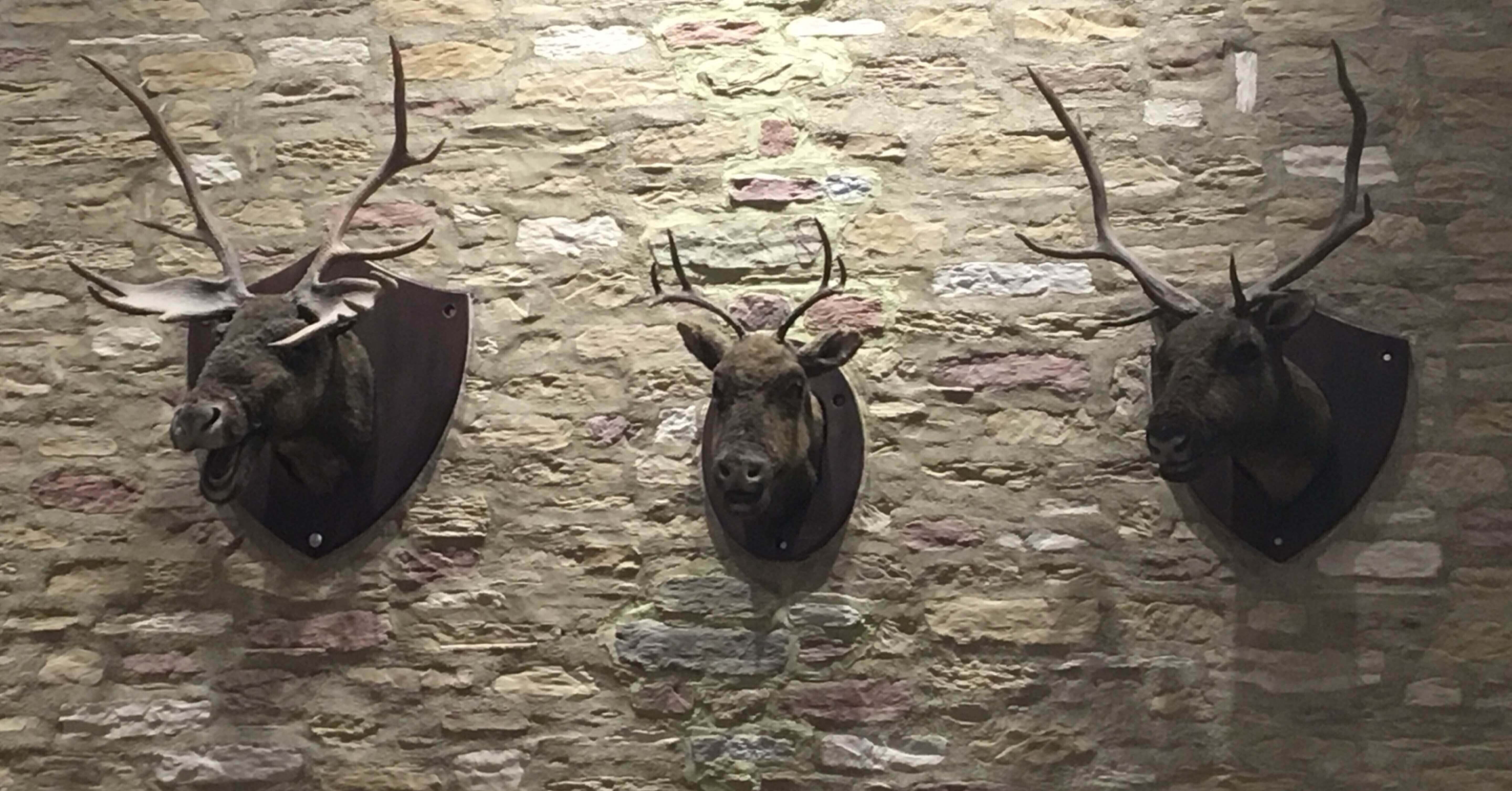 ShiroKuma🐻‍ ️｜note