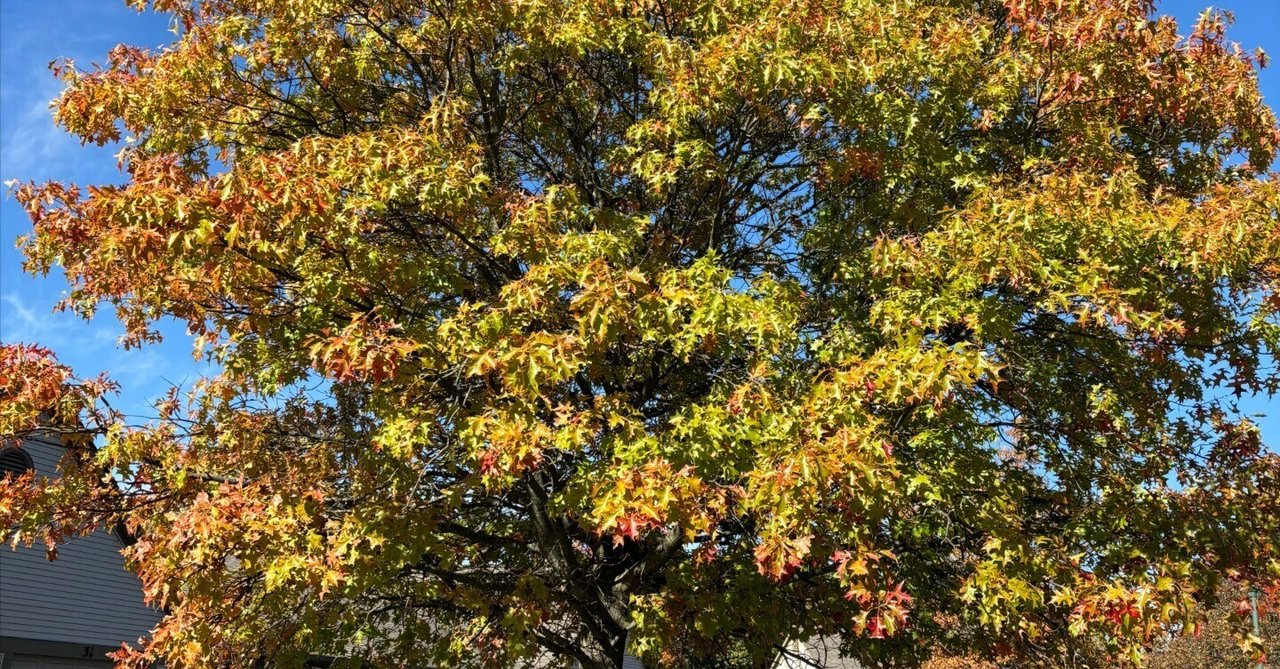 自己紹介｜Naoko