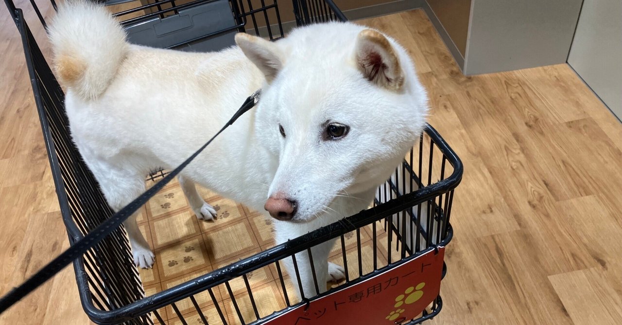 2024-10 月記｜hari64