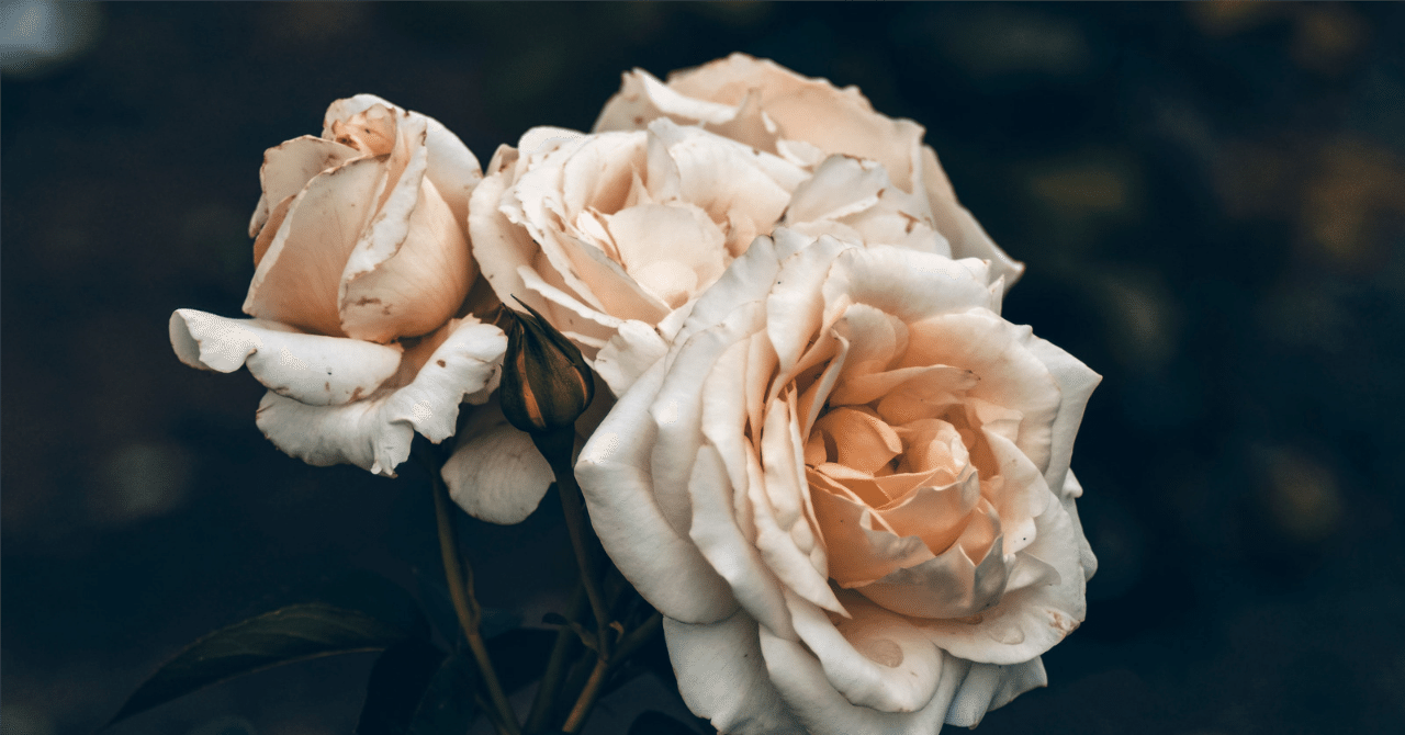 【詩】Dry Grief｜Amity