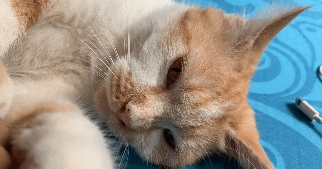 10/21〜10/25までの勉強日記を投稿します。㉑2024年｜MAKO Vlog 勉強日記