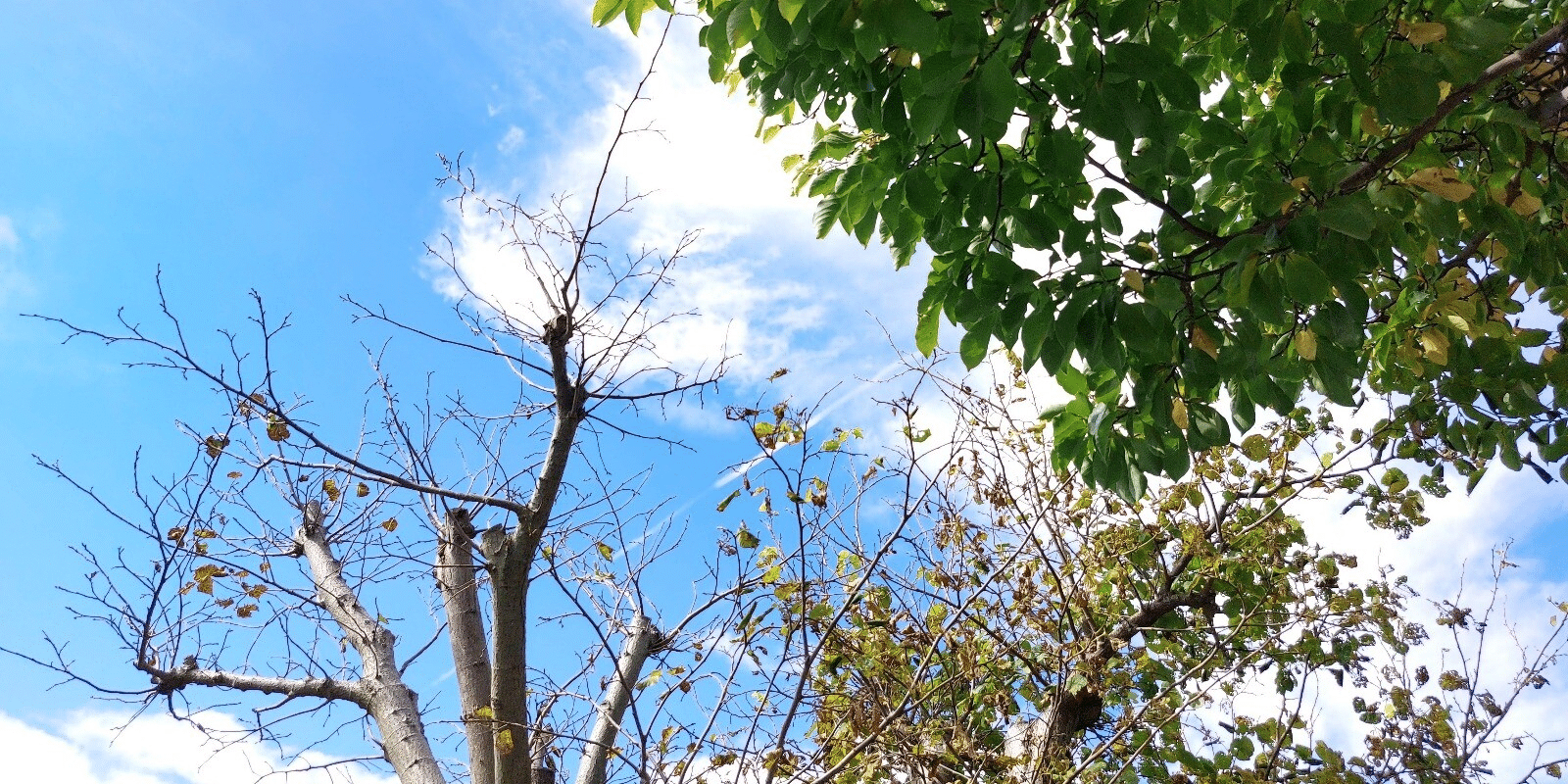 琴ノ葉みかん (Mikan Kotonoha)｜note