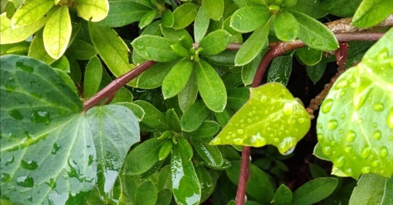 美しいもの｜AKA