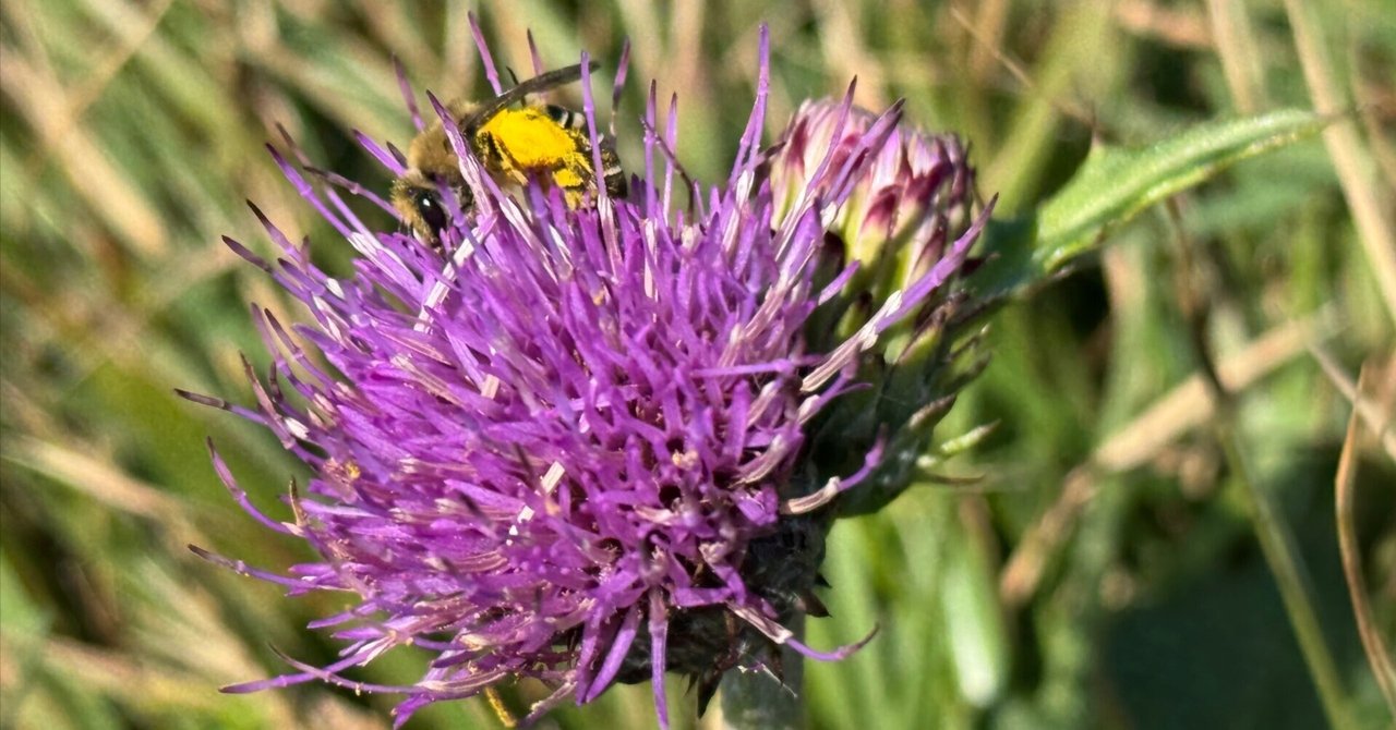 新しいことを・・・｜Tomomi Mori