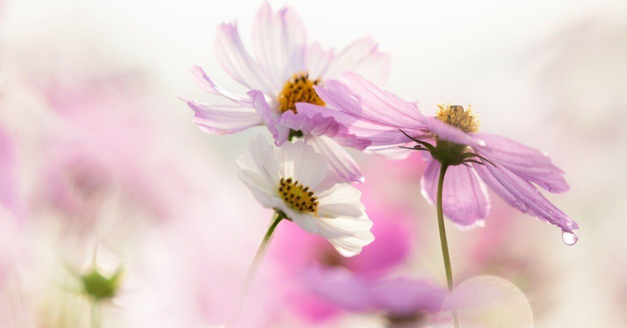 言葉は繊細｜Erika Inokuchi