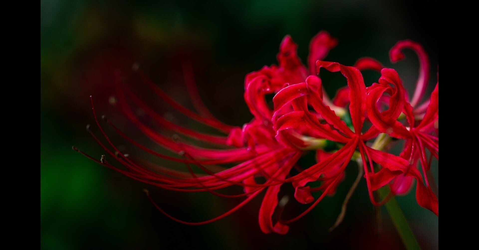 Daiki₋photo｜note