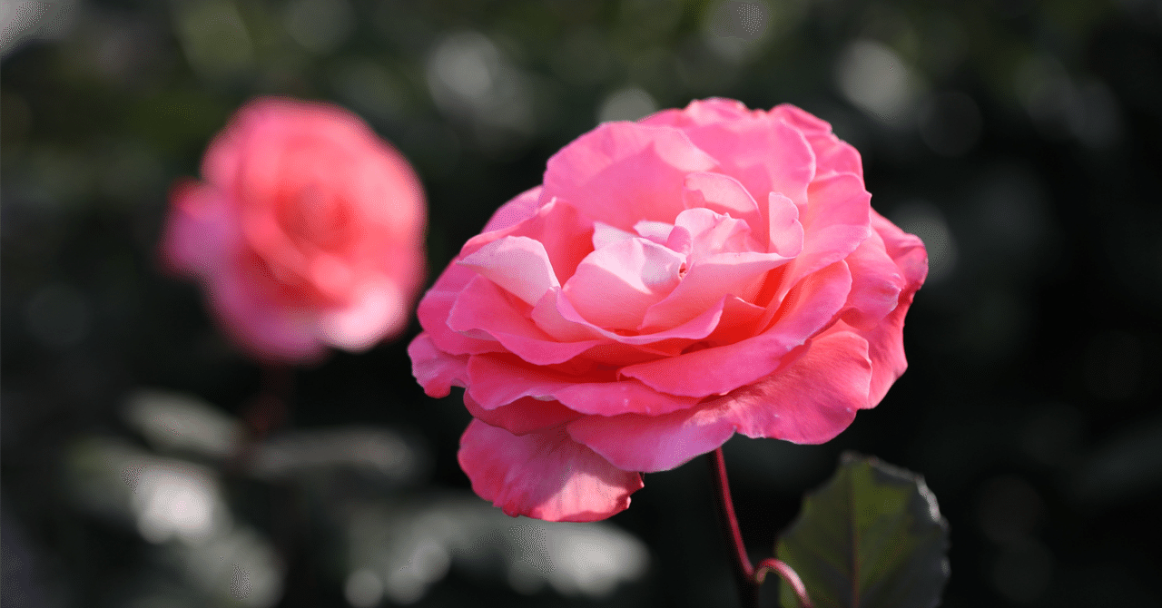 【SS】flower's fairy｜雨夜よる