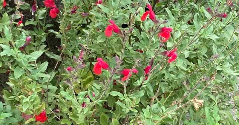 Yukihiko Yamada ｜note