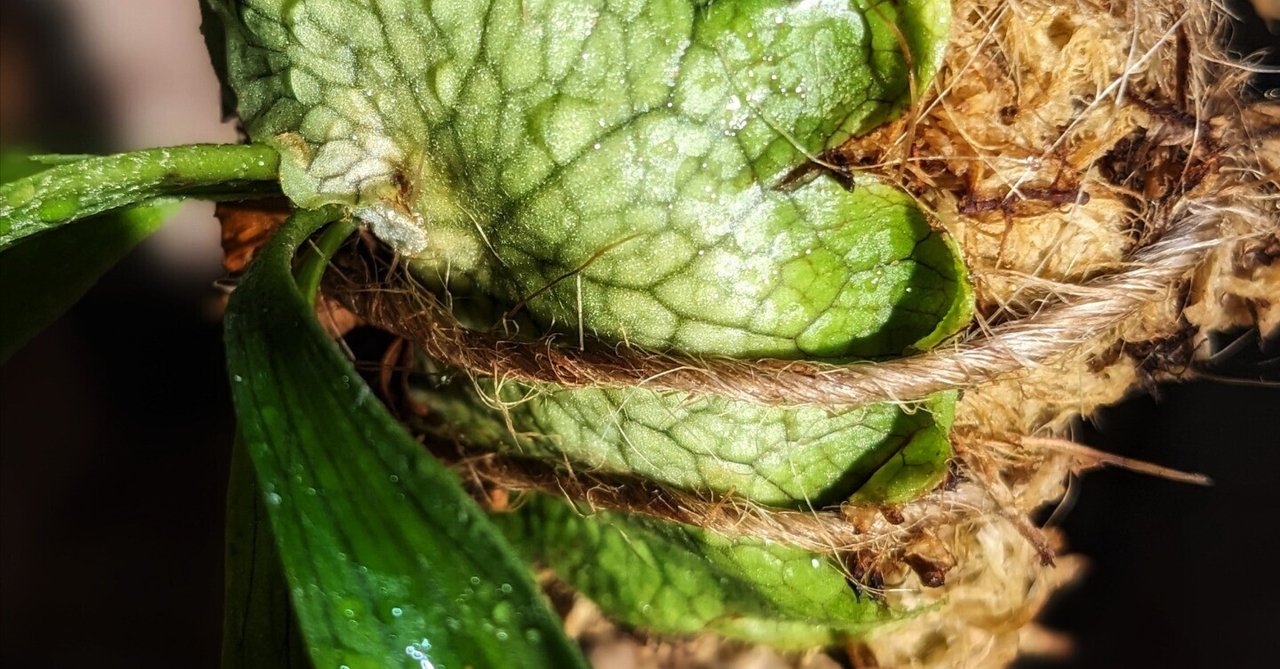 ビカクシダの固定は、テグスより麻紐が良い｜kako-jun