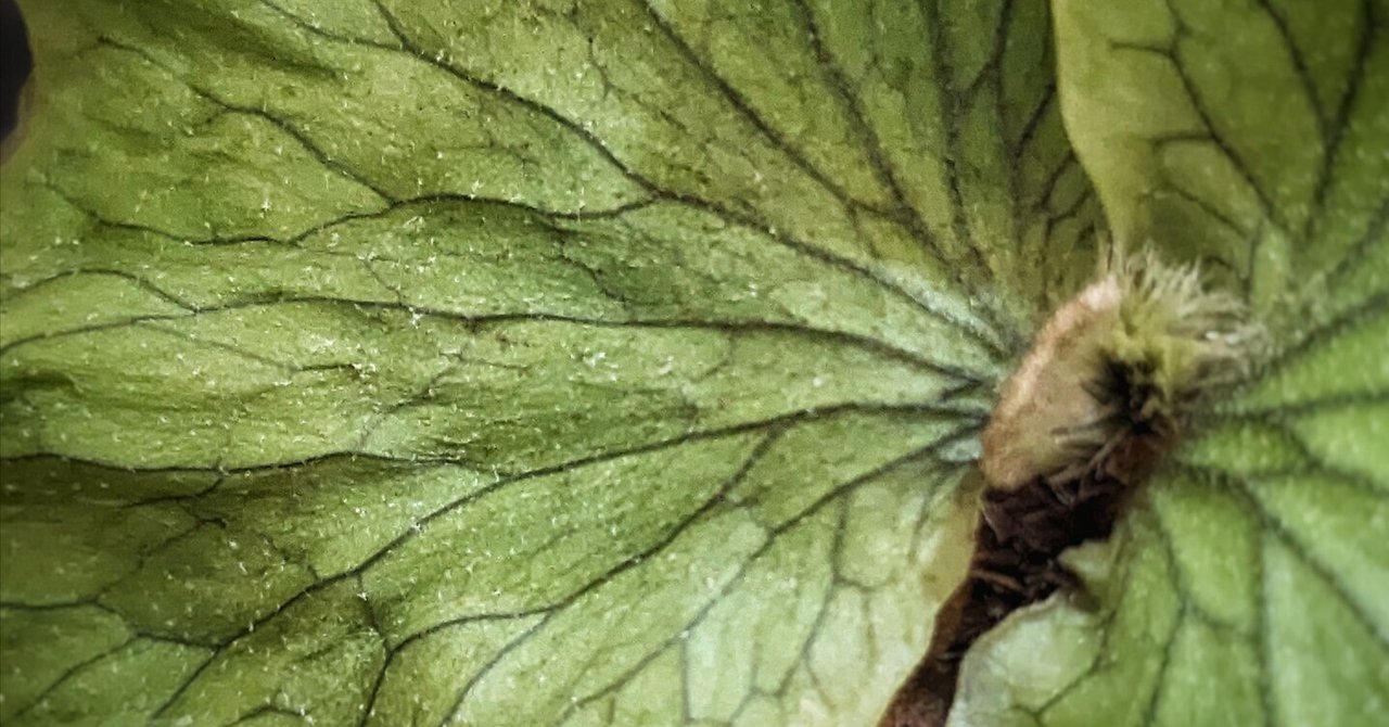 ビカクシダは乾燥に強いし、しおれても復活する｜kako-jun