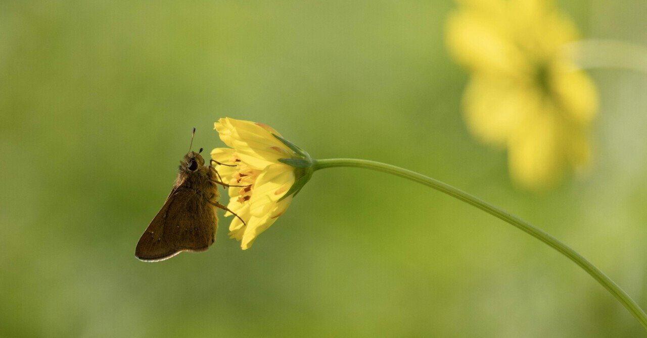 今日の写真 2024/10/31 コスモス畑の虫たち｜Jun Sugihara
