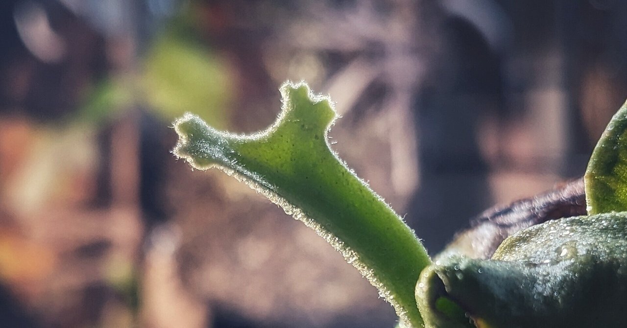 植物の株を増やすと、変化のある確率が上がってオススメ｜kako-jun