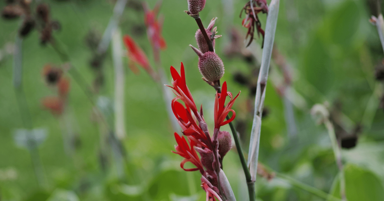 ☆メンバーシップ【めざせ習慣化‼️】特典記事Vol.105 アウトプットの習慣化が重要な理由～他人を気にしない練習～｜Ryosuke Matsusima