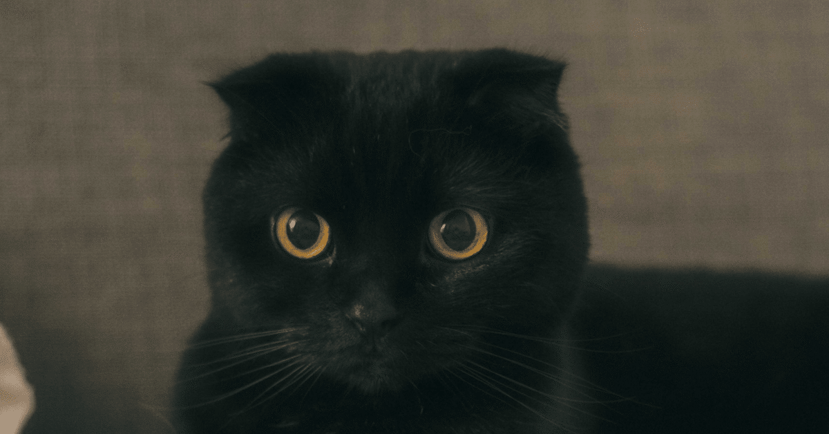 カメラ越しに目を合わせる｜成瀬健/Takeru Naruse