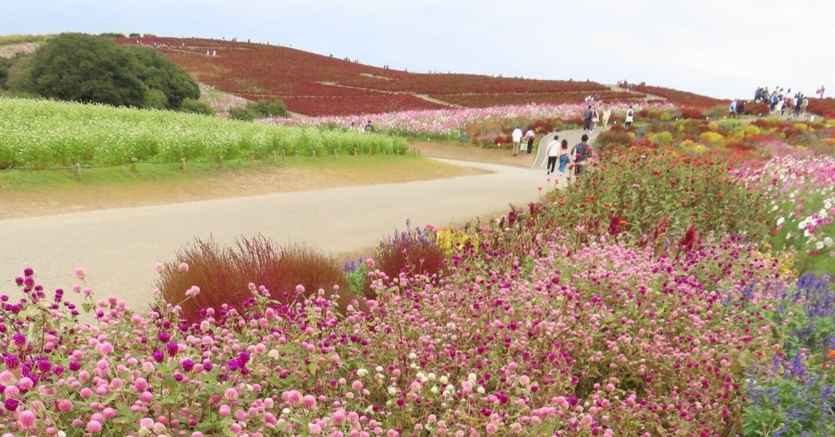 紅葉コキアを観に国営ひたち海浜公園へ出かけました｜花と日々 yas