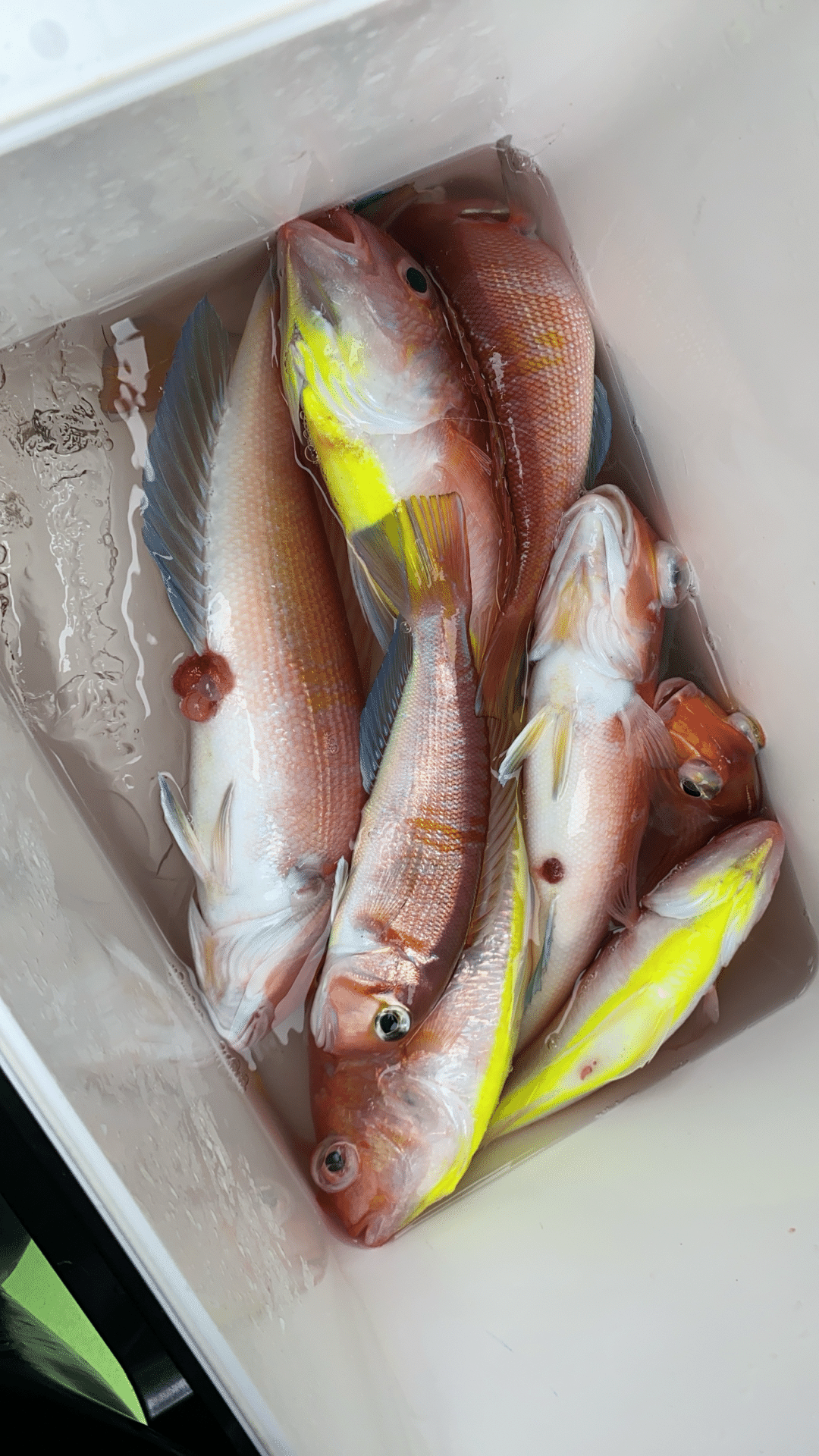 2024/10/25 船釣り（アマダイ）＠茅ヶ崎港・沖右衛門丸｜Akki